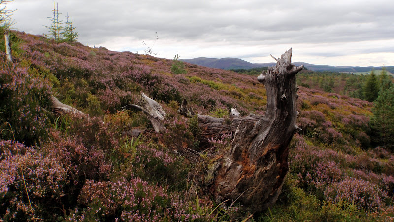 Walk Report - Fyrish Monument, near Alness (Cnoc Fyrish) • Walkhighlands