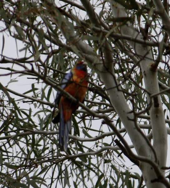 Blue-cheeked Rosella | Project Noah