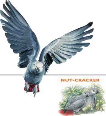 African Grey Parrot Flying