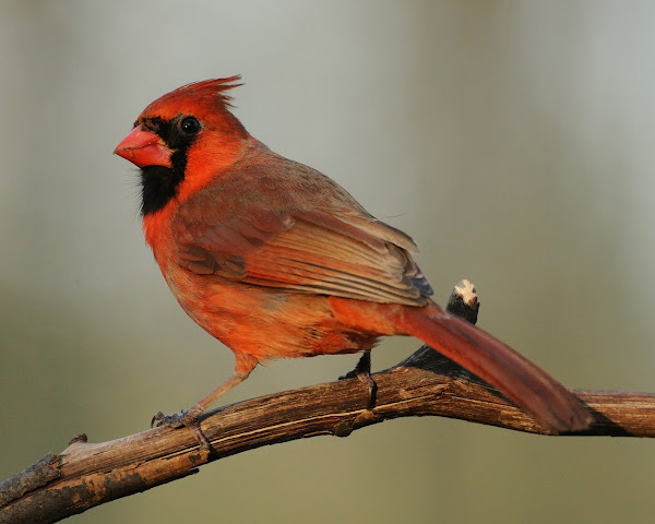 Northern Cardinal | Project Noah