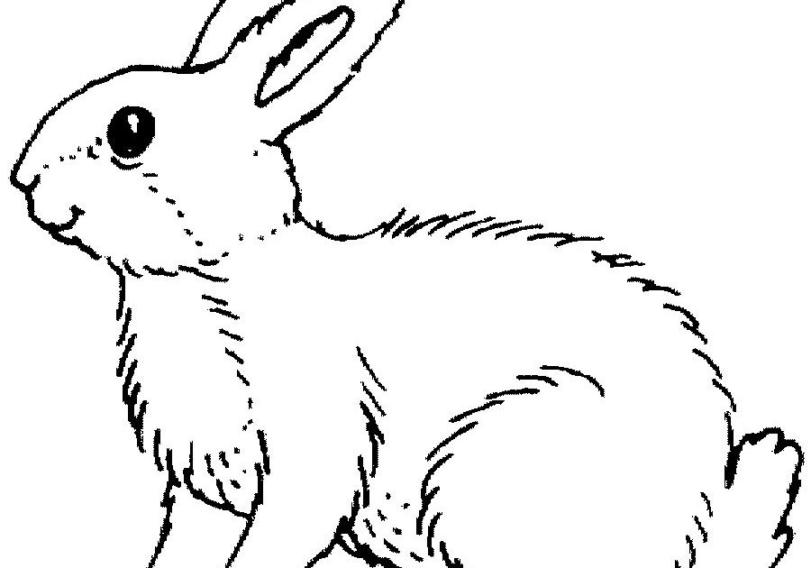 Pinto Dibujos: Conejo para colorear