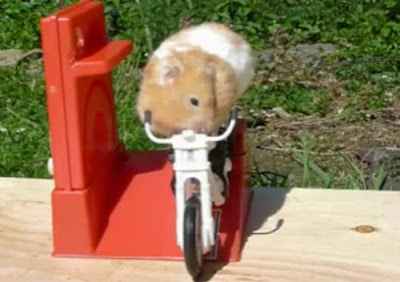 4eVa tEEnS: Video: Hamster Rides Motorcycle