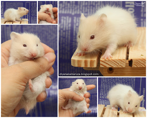 Diyana's Pets: SOLD: New Born Baby Hamsters