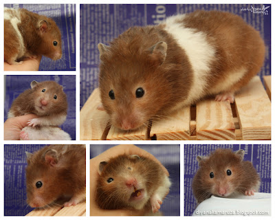 Diyana's Pets: SOLD: New Born Baby Hamsters