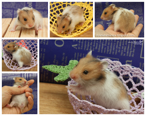 Diyana's Pets: SOLD: New Born Baby Hamsters