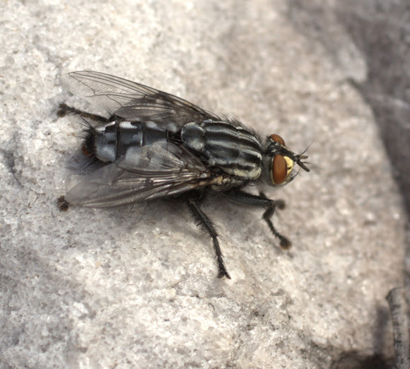 Red-tailed Flesh Fly | Project Noah