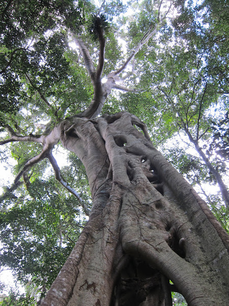 Strangler Fig (aka Watkin's Fig) | Project Noah