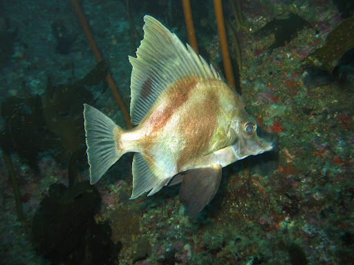 Large Boarfish caught on Soft plastic - The Fishing Website ...