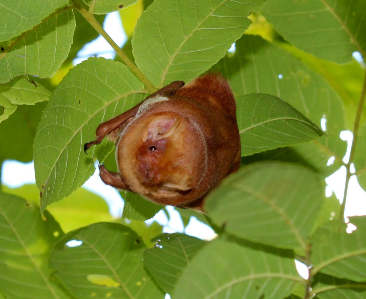 Eastern Red Bat | Project Noah
