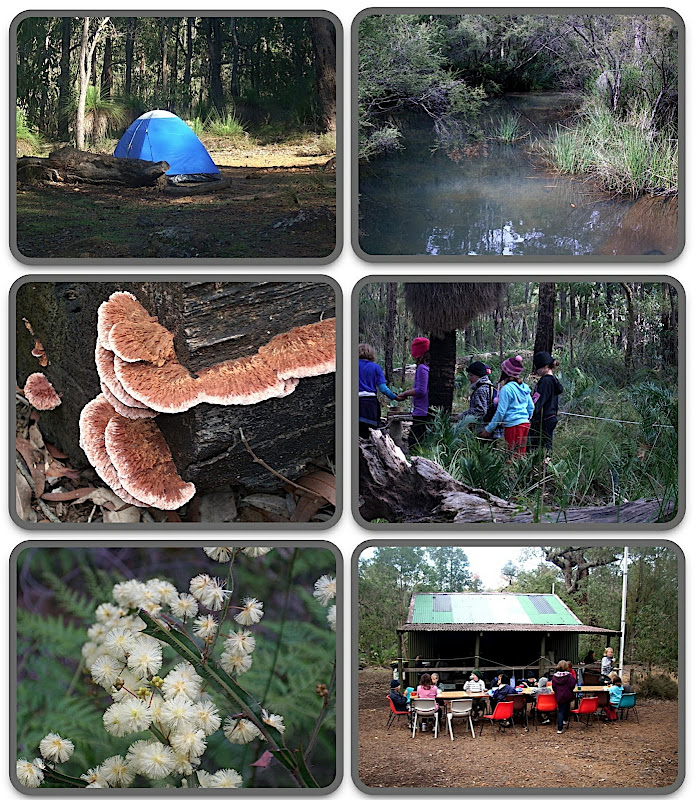 Happy Cub Scout campers complete possum challenge: fremantlebiz ...