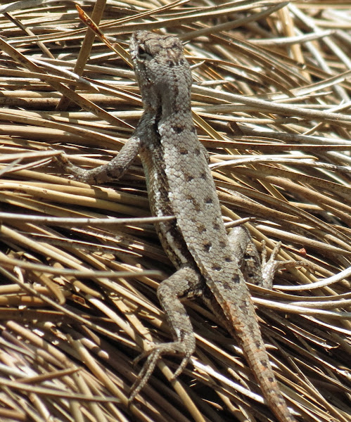 Florida scrub lizard | Project Noah