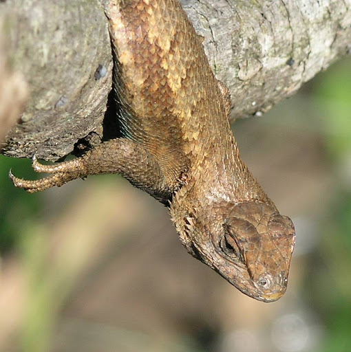 Nature in the Ozarks: Prairie Lizard (Sceloporus consobrinus)