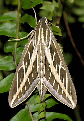 Nature in the Ozarks: White-lined Sphinx Moth (Hyles lineata)