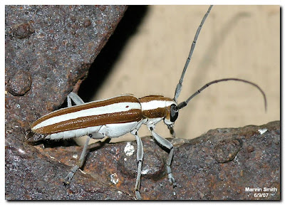 Nature in the Ozarks: Round-headed Apple Tree Borer (Saperda candida)