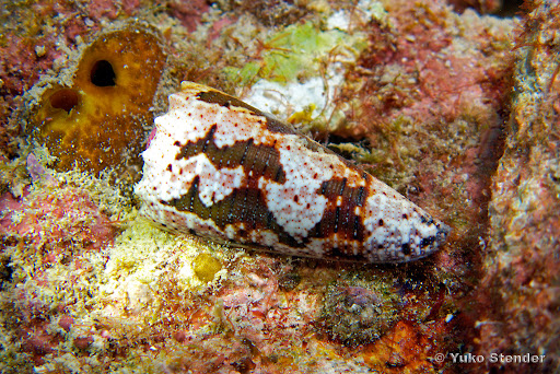 Introduction to Conus Species : 네이버 블로그