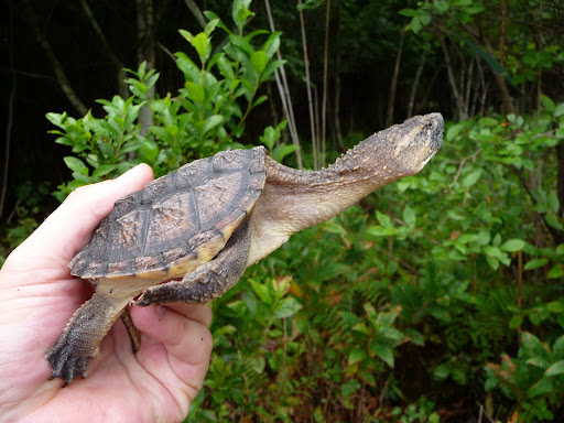 Long Island Pictures (Yaphank, Nassau: appointed, camera, DSL) - New ...