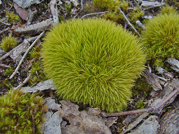 Wind-blown moss | Project Noah