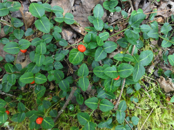 Partridge Berry | Project Noah