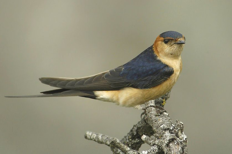 El pájaro azul vuela fuera del patio… – Trianarts
