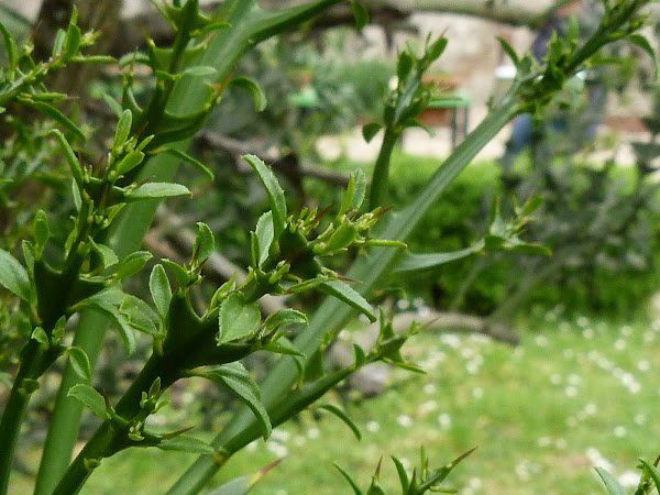 Coletia | Project Noah