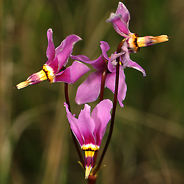 Shooting Star | Project Noah