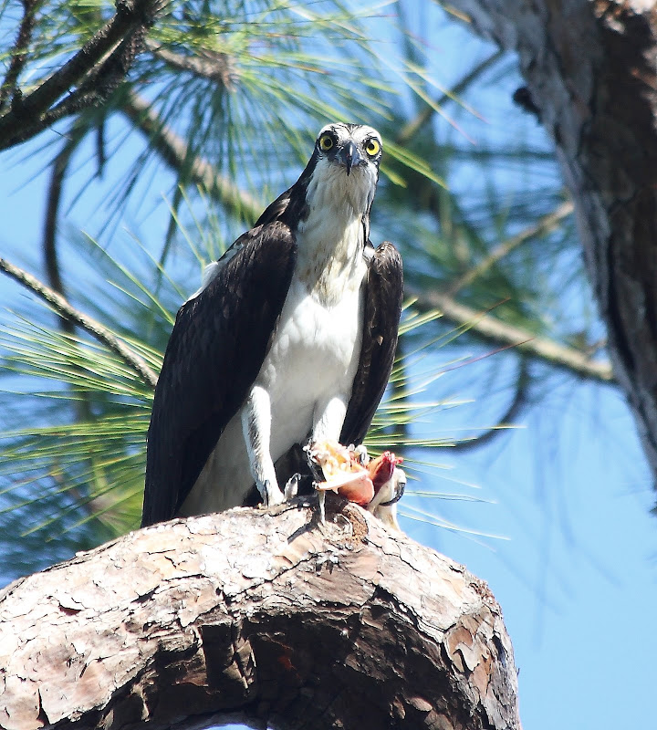 Nature & Wildlife - Photography - FM Forums