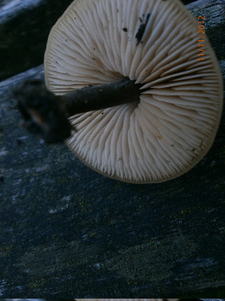 Cucumber Cap? | Project Noah