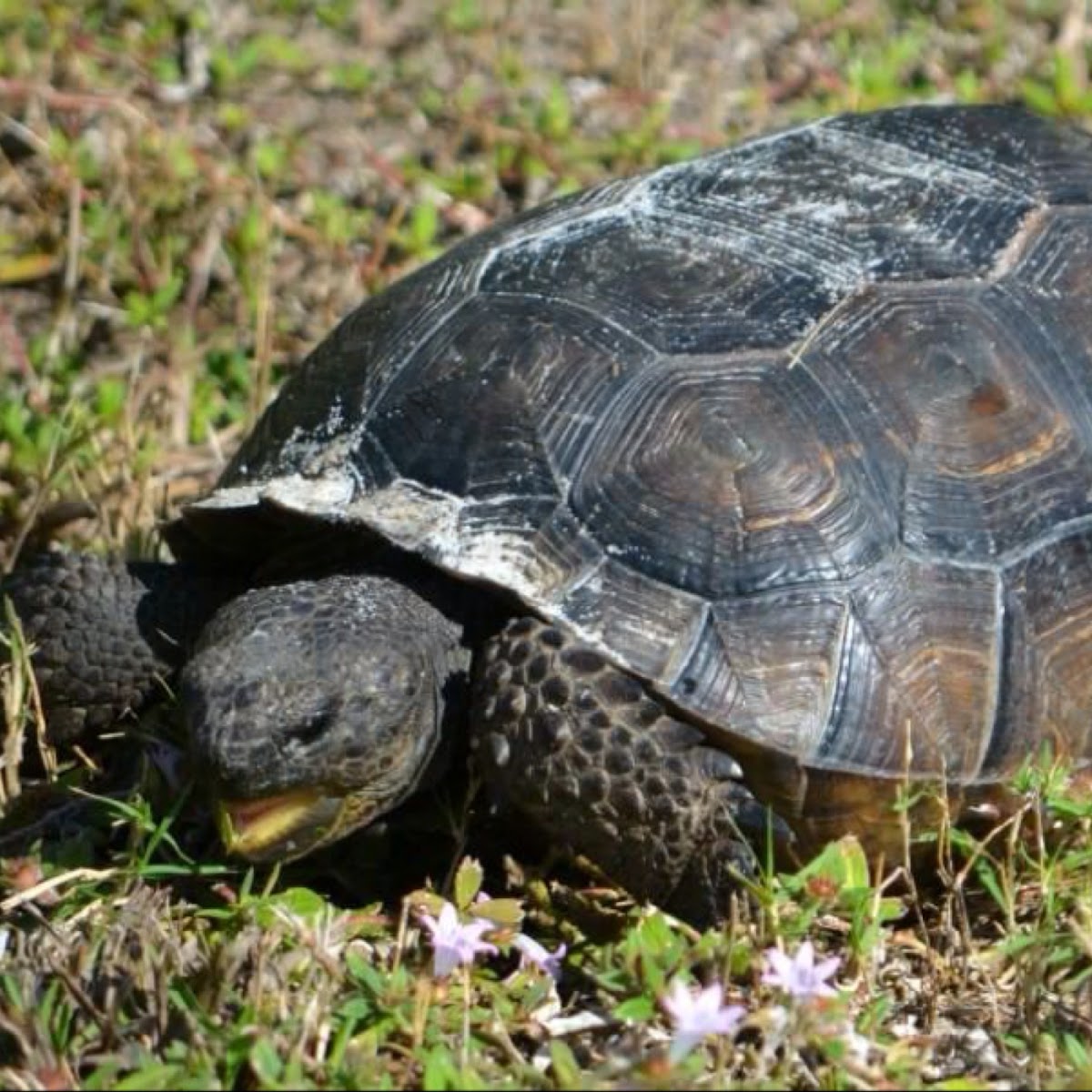 Gopher Tortoise | Project Noah