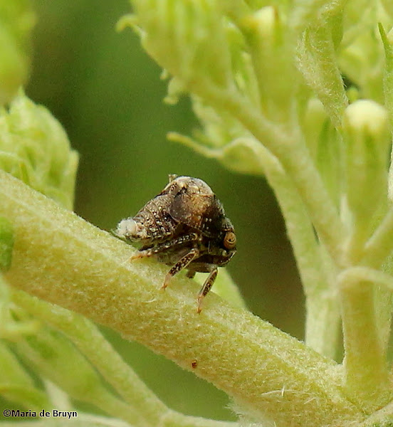 Two-striped planthopper nymph | Project Noah