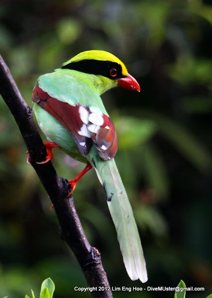 Green Magpie | Project Noah
