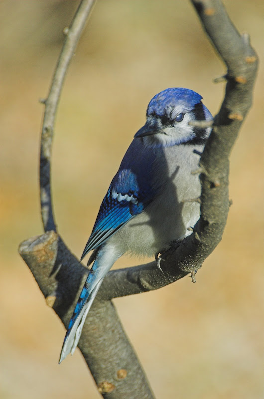 This is how bird blink: Nikon DX SLR (D40-D90, D3000-D7500) Talk Forum ...