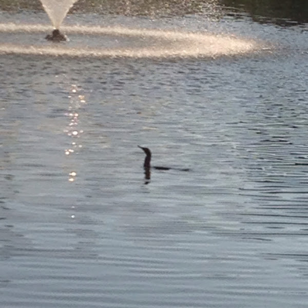 Cormorant | Project Noah