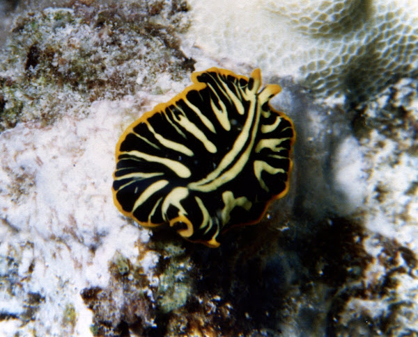 Divided Flatworm | Project Noah