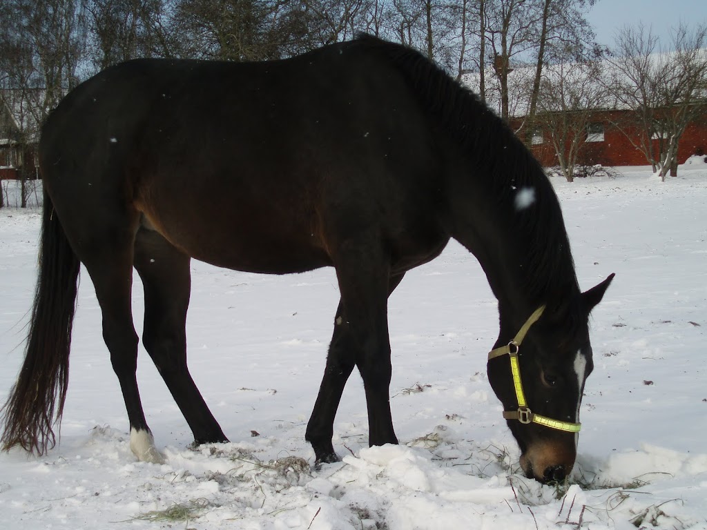 Flyvende heste, total glæde. - Opslag, billeder og video - Heste-Nettet.dk