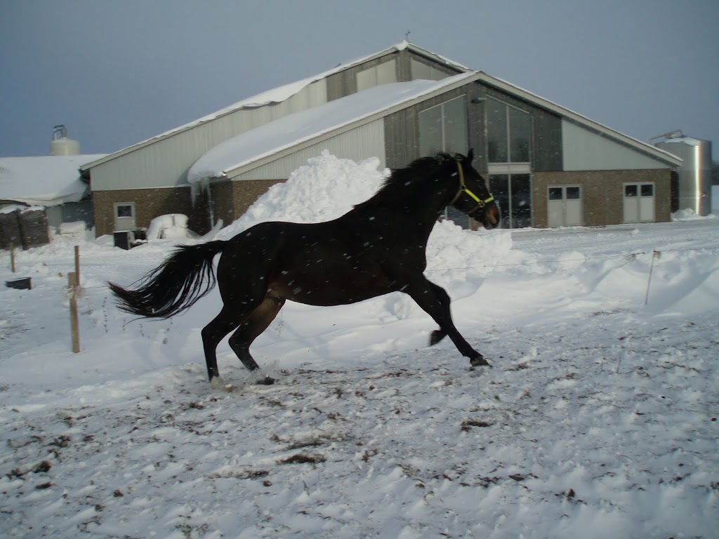 Flyvende heste, total glæde. - Opslag, billeder og video - Heste-Nettet.dk