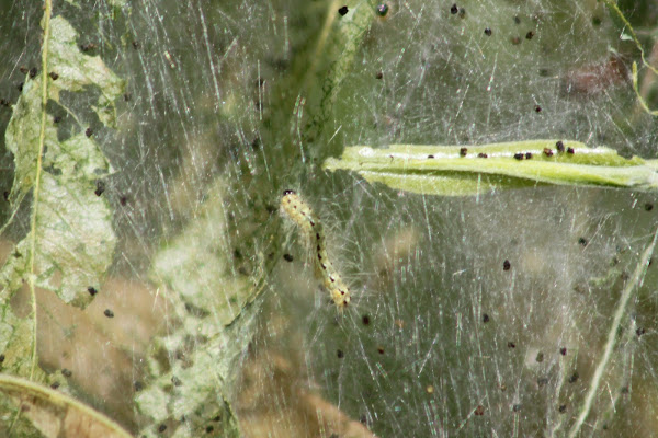 Fall Webworm Moth (Larvae) | Project Noah