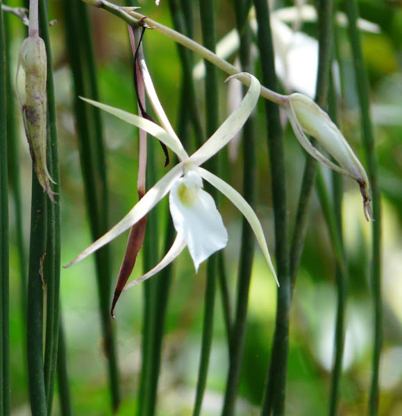 Orchid | Project Noah