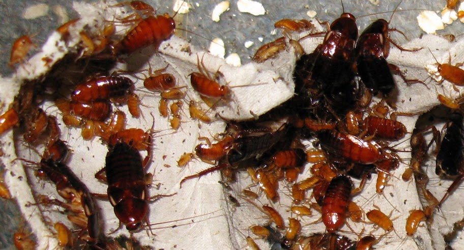 Blatta Lateralis | Arachnoboards