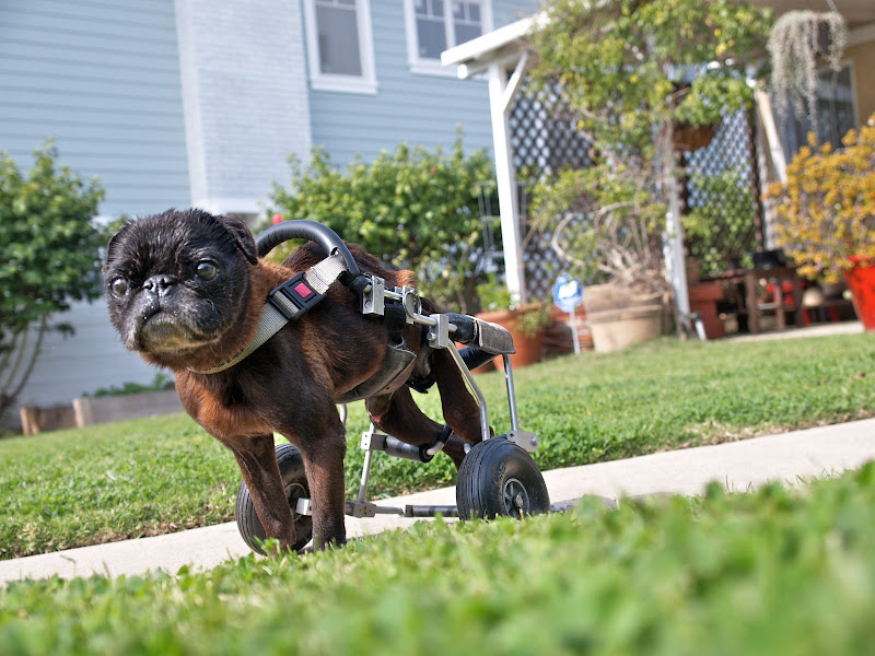 dogulove blog--reviews-opinion-advice about mutts and dogs: Diaper ...