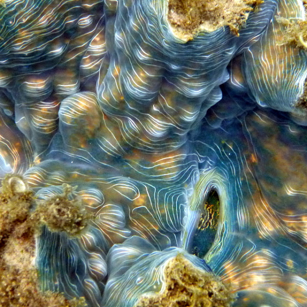 Horseshoe Clam | Project Noah