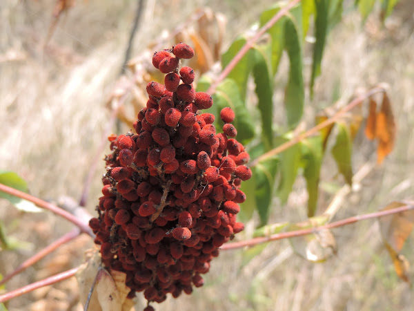 Sumac | Project Noah