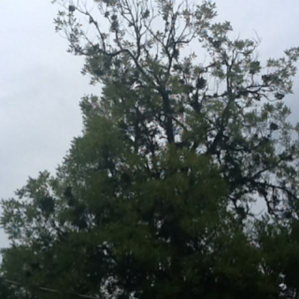 Chinese Sumac, Tree of Heaven | Project Noah