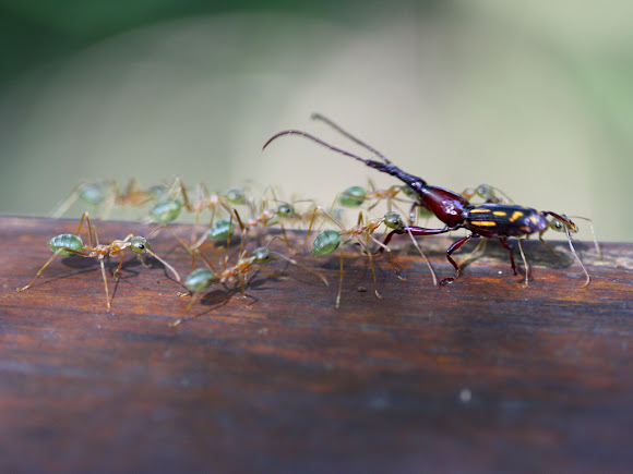 Green ants and weevil | Project Noah