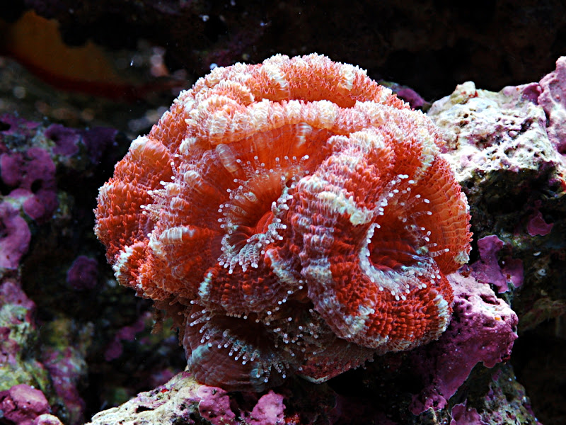 Aussie Acan Coral