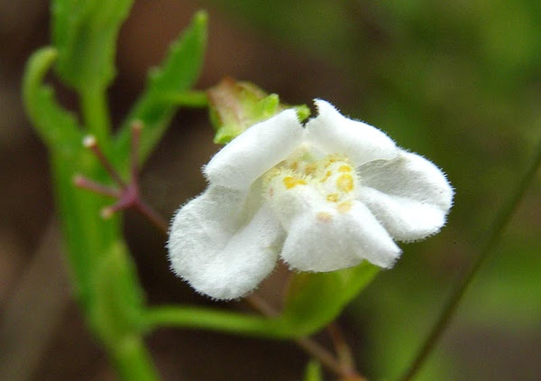 Slender monkey flower | Project Noah