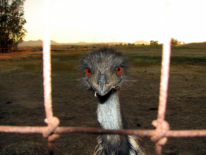 Baby Emu who is growing up with dogs believes he is one : r/aww