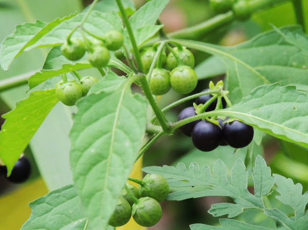 American nightshade | Project Noah