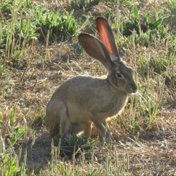 black-tailed jack rabbit | Project Noah