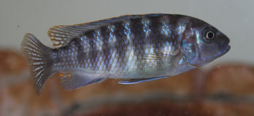 "Assorted Mbuna" | Cichlid Fish Forum