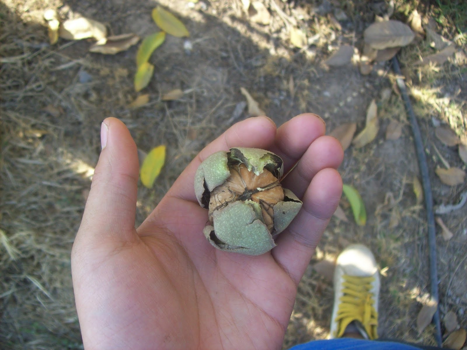 Desafio de la agricultura salida 1: FRUTALES